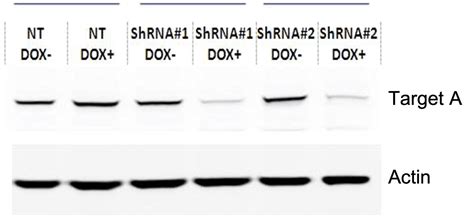 Shrna Mediated Target Gene Knockdown And Stable Cell Line Generation