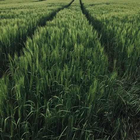 Premium Photo Crops Growing On Field