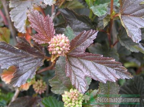 Пузыреплодник калинолистный Ред Барон (Physocarpus opulifolius Red Baron )