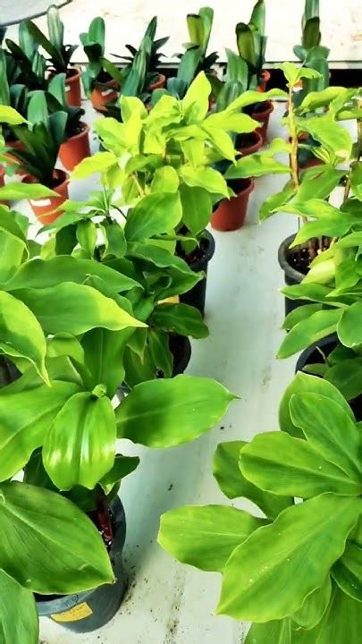 부산두구동화훼판매장 인슐린플랜트 Youtube