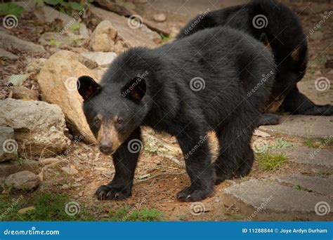 Oso Salvaje Joven Foto De Archivo Imagen De Salvaje