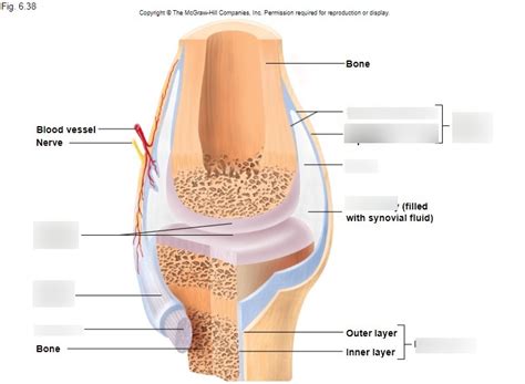 Synovial Joint Model Diagram Quizlet