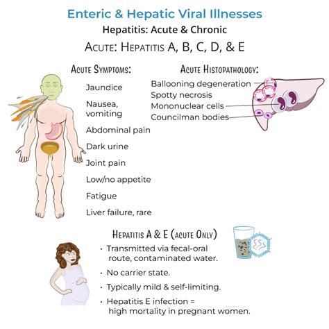 Immunology Microbiology Glossary Viral Enteric And Hepatic Infections