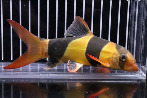 （熱帯魚）スーパーコメットチェリー・バルブ（1匹） 北海道・九州航空便要保温