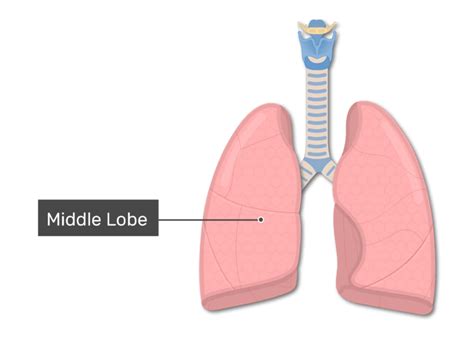 Lung Lobes And Fissures Getbodysmart