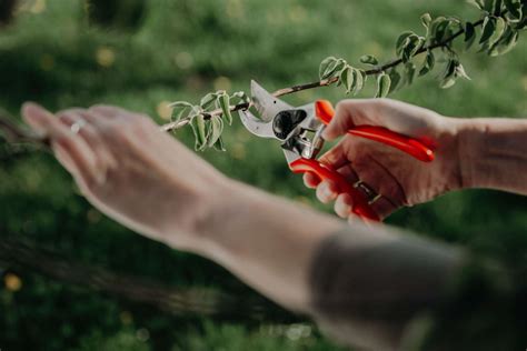 Getreidebau Bbch Stadien Bestimmen Leicht Gemacht Bauernzeitung
