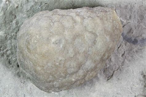 Three Cystoid Fossils Holocystites Indiana 106269 For Sale