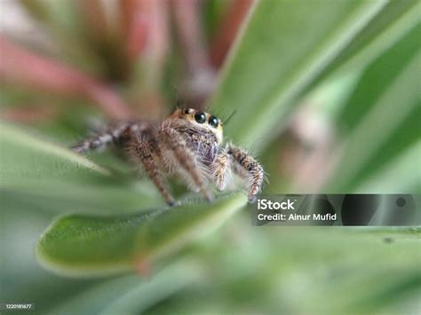 Phidippus Audax Soroa Regius Or Jumping Spider Is A Macro Photography Object Using A Very
