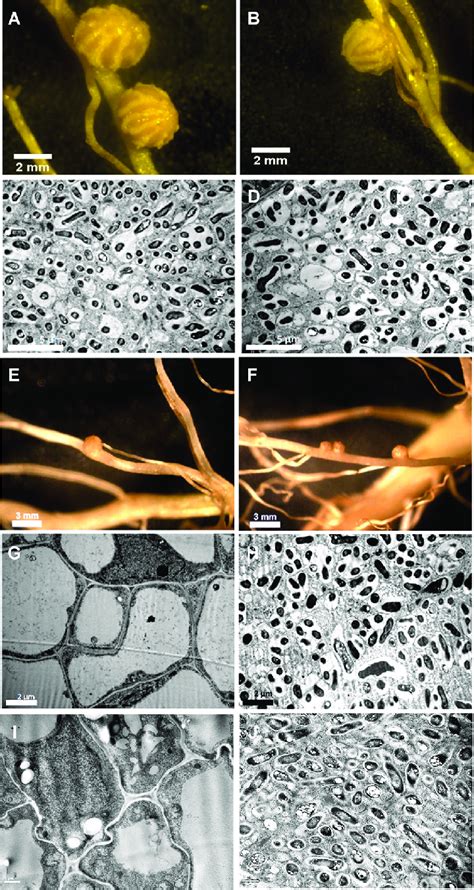 Nodules From Soybean Inoculated With B Diazoefficiens Usda 110 In The Download Scientific