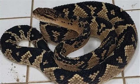 Cobra Pico De Jaca é Transferida Do Acre Para O Rio Em Voo Comercial