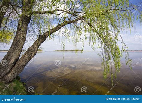 Willow Tree By The Water Weeping Willow On Bank Of River In Spring