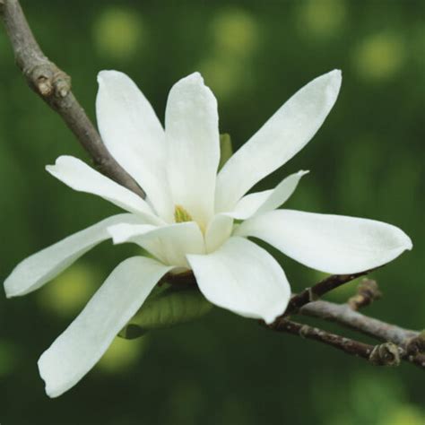 Pruning Shortcuts For The Busy Gardener Fine Gardening