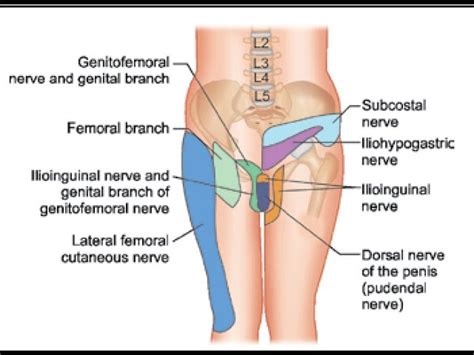 Ilioinguinal Nerve Inguinal Canal