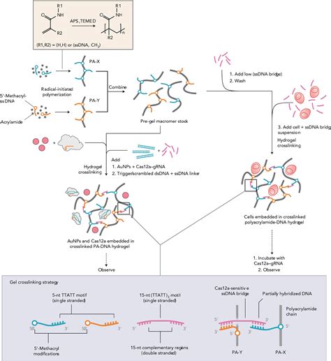 Chemical And Biological Engineering Strategies To Make And Modify Next Generation Hydrogel