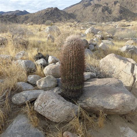 Oswit Canyon Palm Springs Ce Quil Faut Savoir Pour Votre Visite