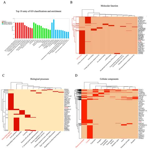 Syk Levels Correlation Between Tlr4 And Syk In Bmecs With Lps Or Gbs