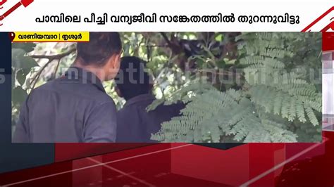 വീട്ടുമുറ്റത്തു നിന്നും 12 അടി നീളമുള്ള രാജവെമ്പാലയെ പിടികൂടി Youtube