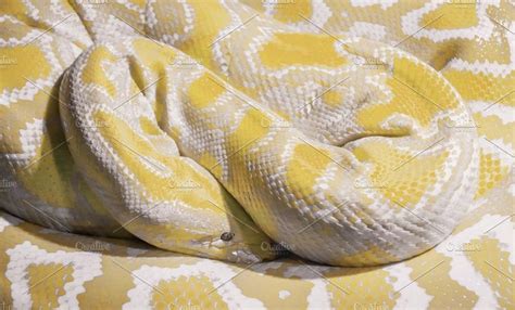 Albino Indian Python Closeup