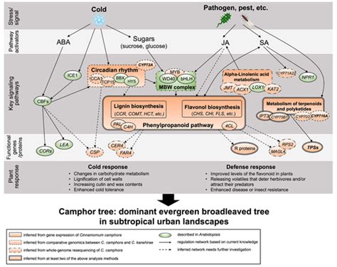 Bmc Biology 浙江大学张亮生教授课题组通过香樟基因组与全基因组重测序分析揭示香樟成为亚热带城市景观中优势树种的奥秘 知乎