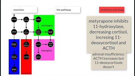 Steroidogenesis And Conginetal Adrenal Hyperplasia Youtube