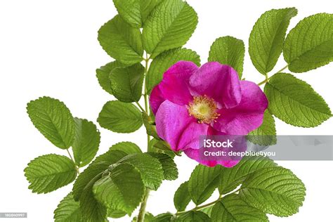 스위트브라이어 로즈 0명에 대한 스톡 사진 및 기타 이미지 0명 가시 가시덤불 Istock