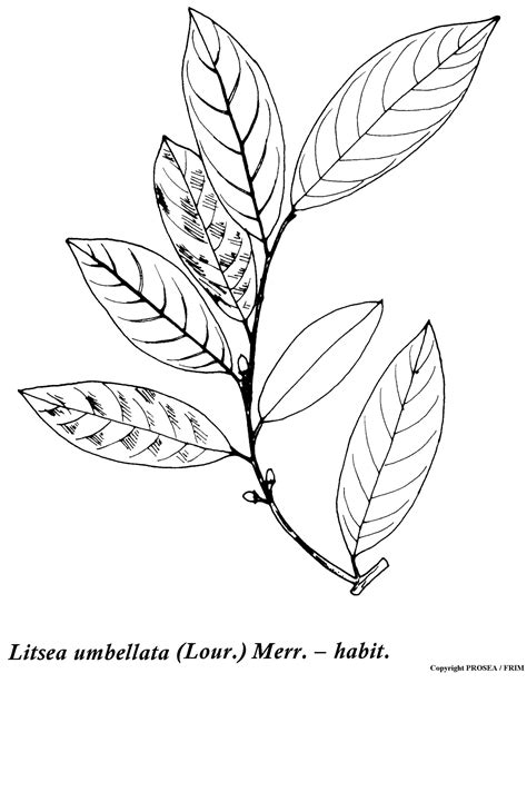 Litsea Umbellata Lour Merr Globinmed