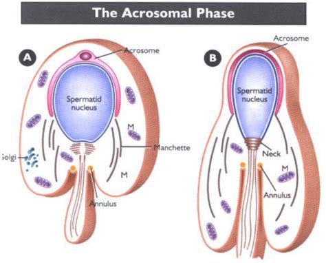 Ảnh Hưởng Của Bất Thường Acrosome Và Không Bào ở Tinh Trùng đến Kết Quả