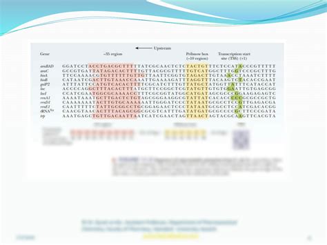 Solution Gene Expression Transcription Lecture 20 Studypool