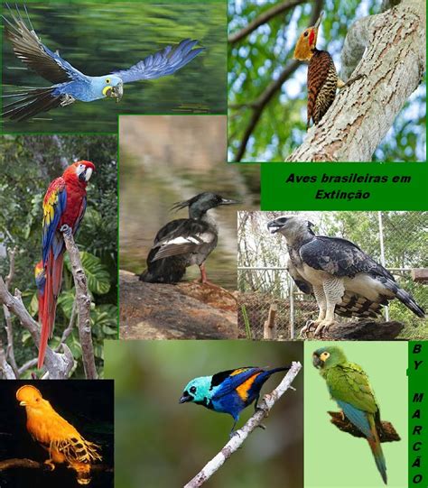 Viveiro Harmonia Aves em Extinção