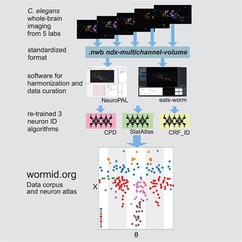 unifying community whole brain imaging datasets enables robust neuron identification and reveals