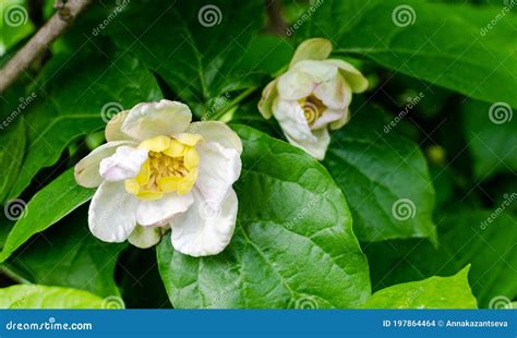 Chinese Sweetshrub Calycanthus Chinensis In The Botany In Poland