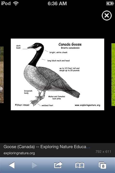 Parts Of A Goose Explore The Anatomy Of A Canada Goose