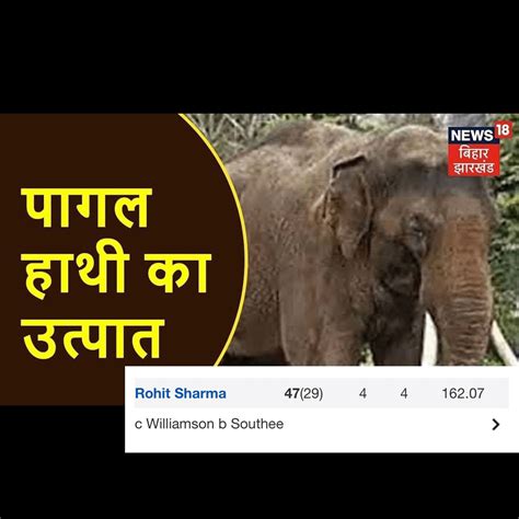 T Mad Elephant Creates Destruction Rcricketshitpost