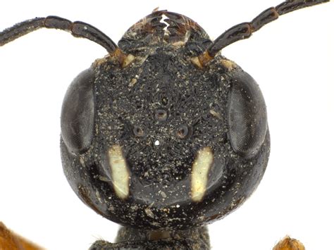 Xiphydria Sawfly GenUS