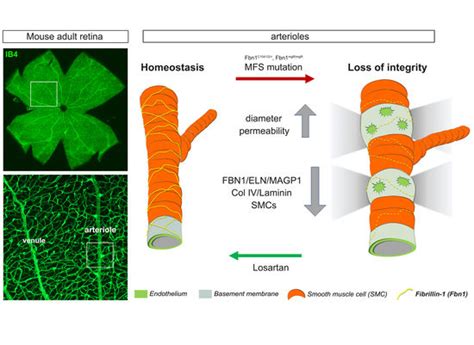 Biomolecules Free Full Text Fibrillin 1 Regulates Arteriole