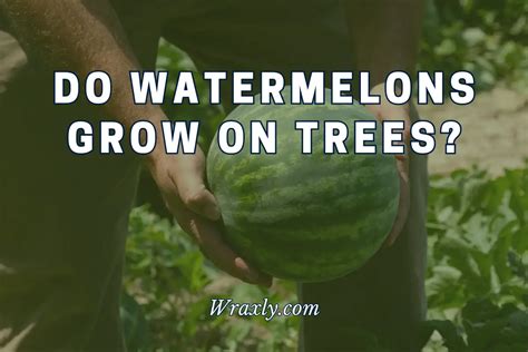 Do Watermelons Grow On Trees Wraxly