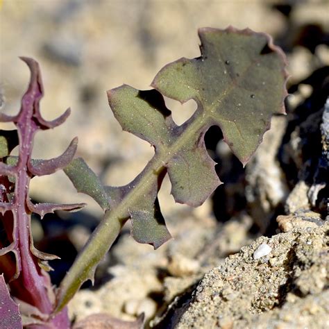 Sonchus Microcephalus