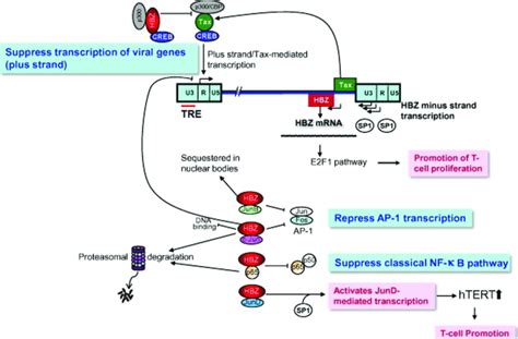 Functions Of Hbz Matsuoka 2010 Hbz Is Involved In The Alteration Of