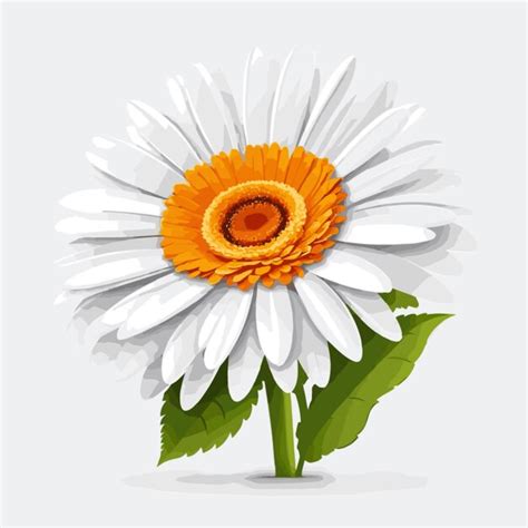 Premium Vector Gerbera Vector On A White Background