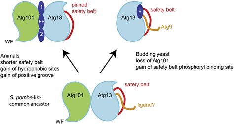 Structure Of The Human Atg13 Atg101 Horma Heterodimer An Interaction