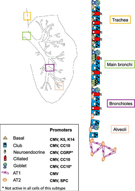Schematic Representation Showing How Mouse Lung Composition Varies From