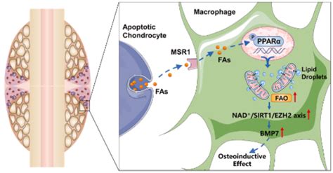 Redox Biology：赵书杰团队揭示凋亡软骨细胞通过调节巨噬细胞的代谢重编程促进骨再生的相关机制 中科脂典