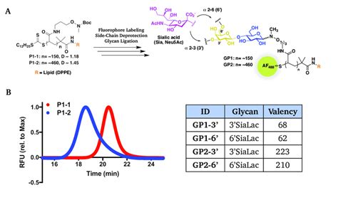 21 A Structural Overview Of Sialyllactose Sialac Glycopolymers B
