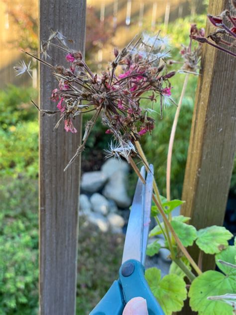 How To Collect Geranium Seeds