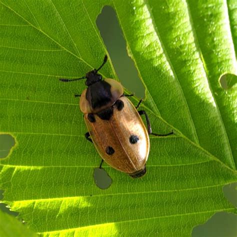 Rikenmons Natureguide Dendroxena Quadrimaculata L Dendroxena