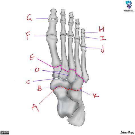 Test 3 Foot Tibia Fibula 1 4 Flashcards Quizlet