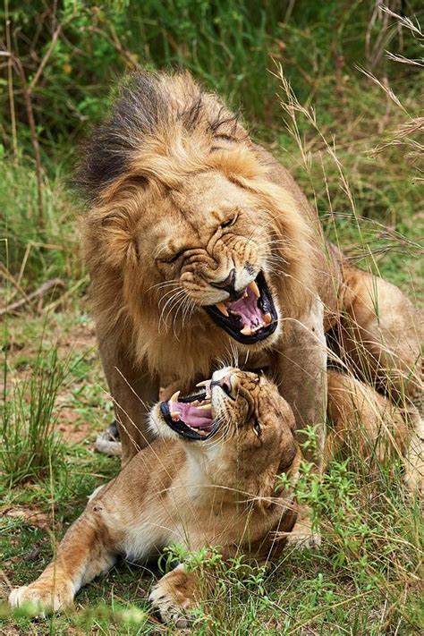 Lions Mating Panthera Leo Photograph By Eric Baccega Fine Art America