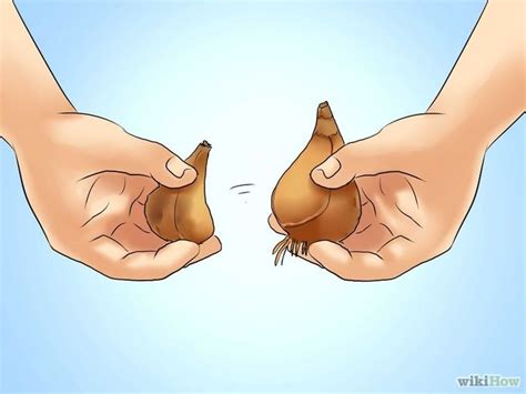 3 Ways To Transplant Resurrection Lilies Wikihow