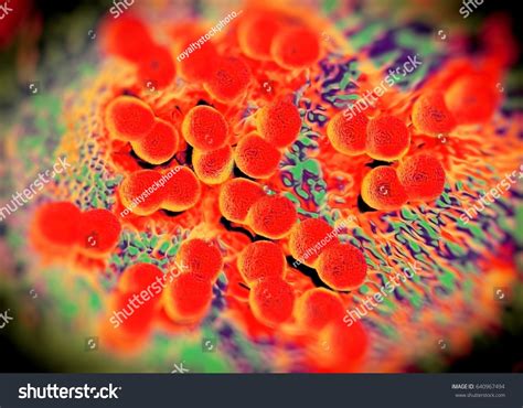 3d Rendering Neisseria Gonorrhoeae Bacteria Stock Illustration 640967494