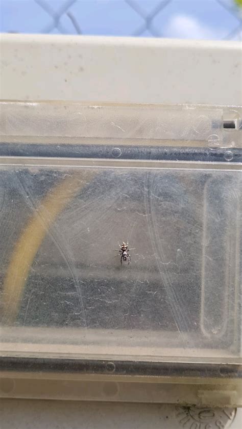 What Spider Is This Jumpscare Warning Rspiders